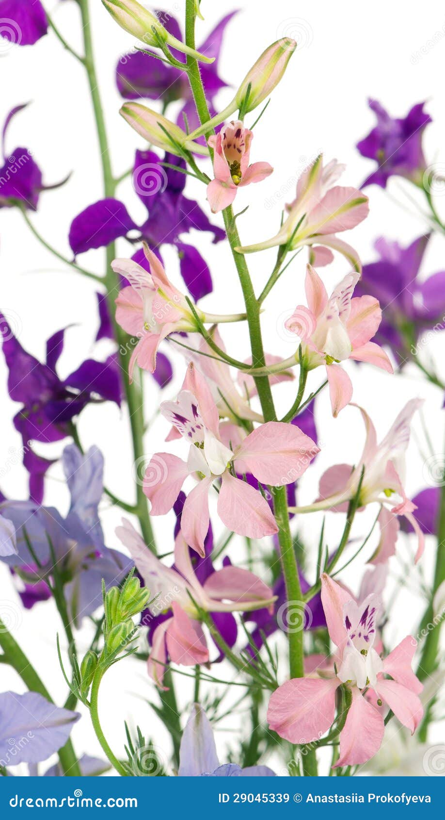 Delphinium flowers stock image. Image of fragrance, blossom - 29045339