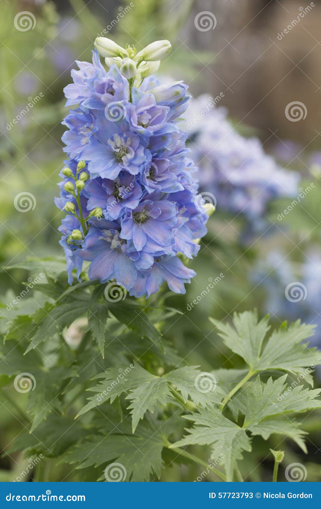 THE BLUE STEM YUCCA & X28;SOFT TIP YUCCA & X29; Stock Photo ...