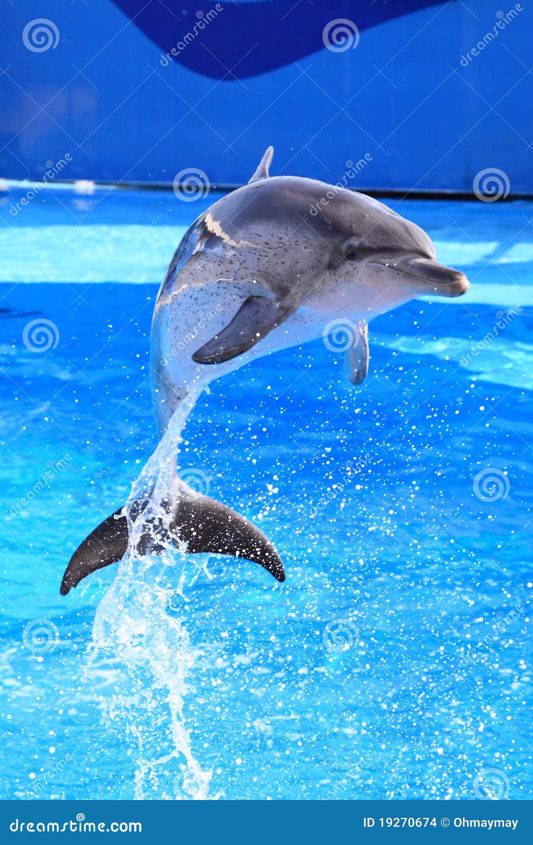 Delphinsprung stockfoto. Bild von kong, hong, säugetier - 19270674