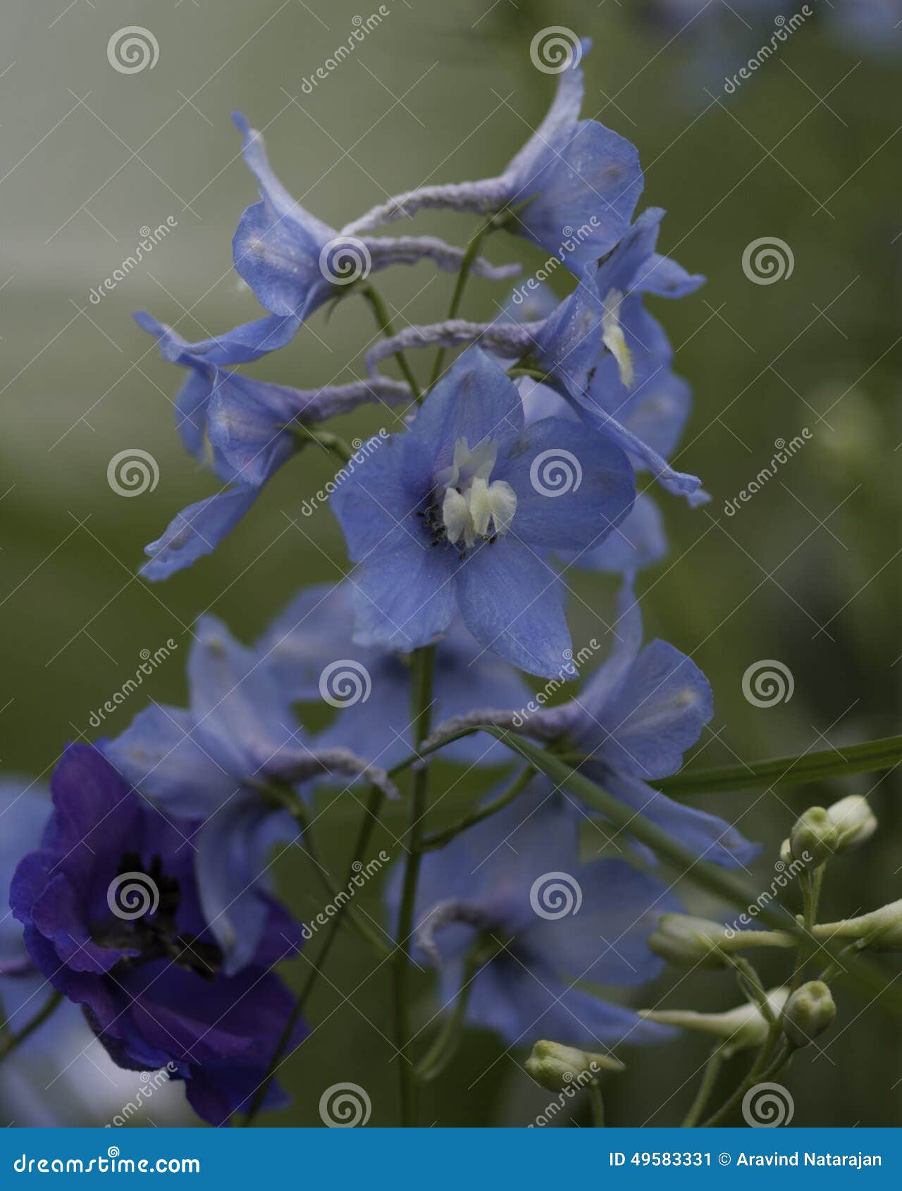 Delphiunium Flowers Stock Photos - Free & Royalty-Free Stock Photos ...