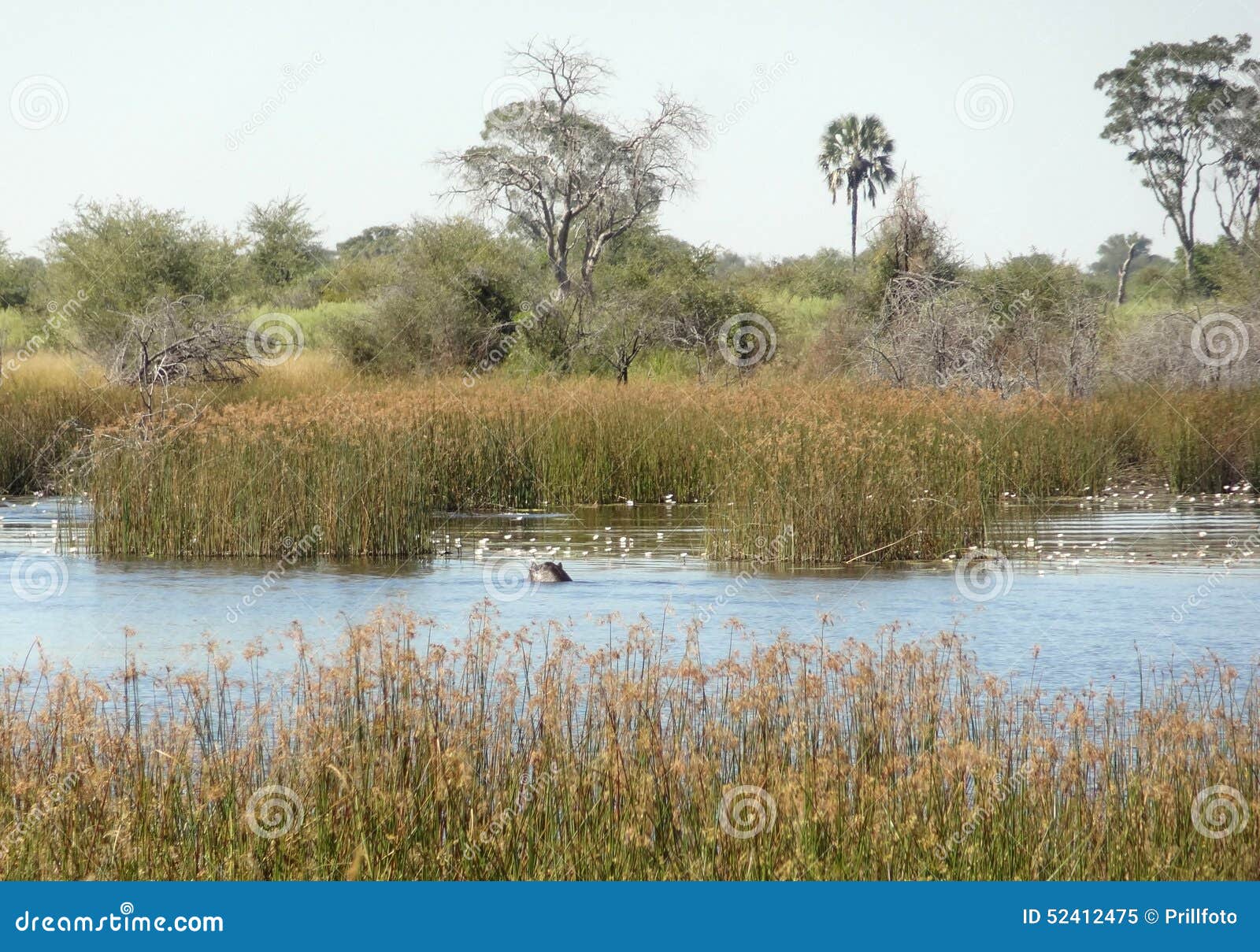 Delta de Okavango imagen de archivo. Imagen de plano - 52412475