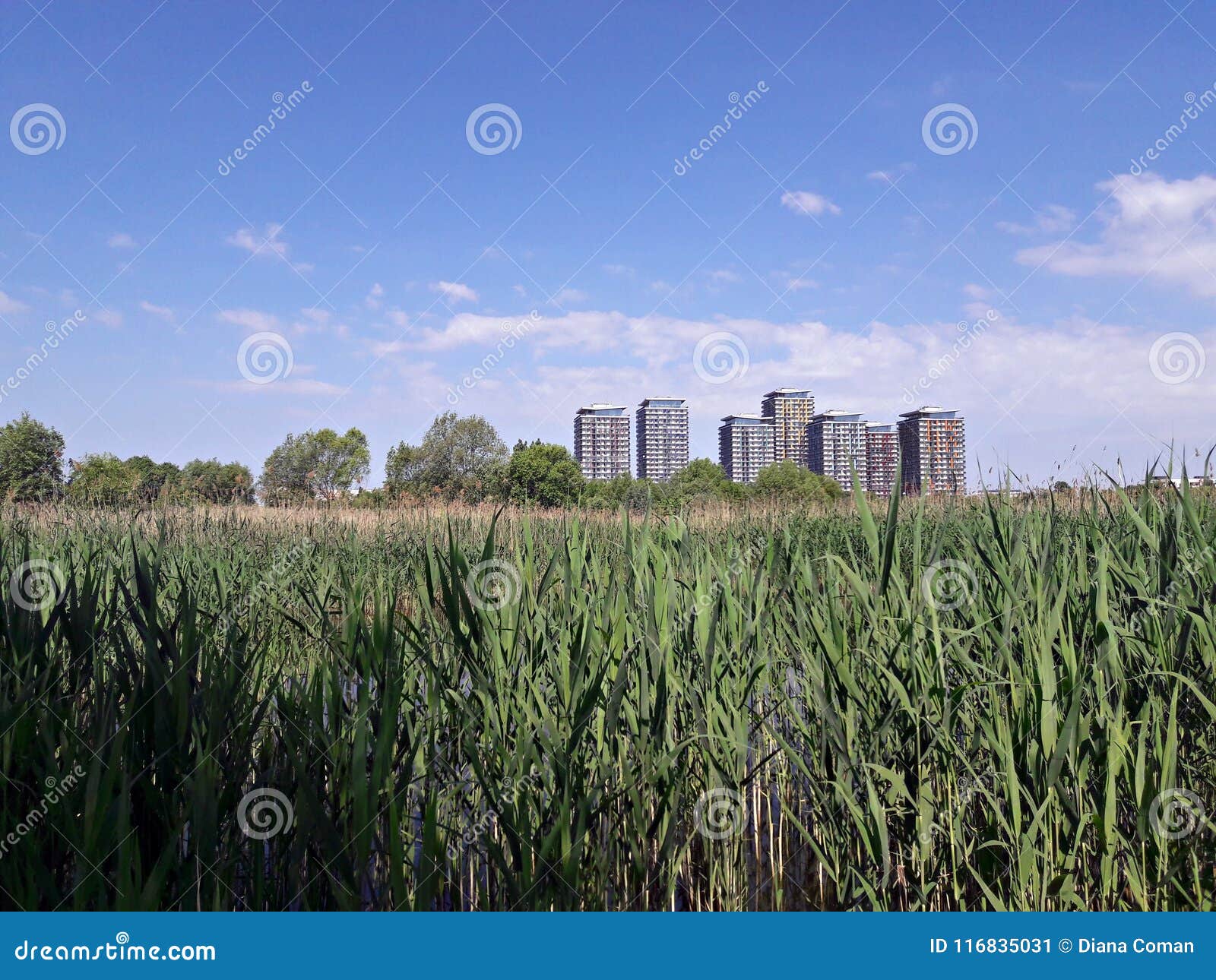 Delta Urbano En Bucarest - El Lago Vacaresti Imagen de archivo - Imagen ...