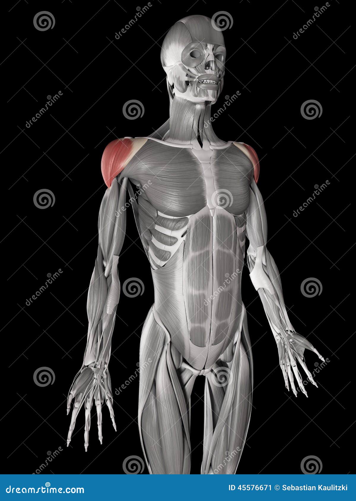 Deltamuskeln stock illustrationer. Illustration av anatomical - 45576671