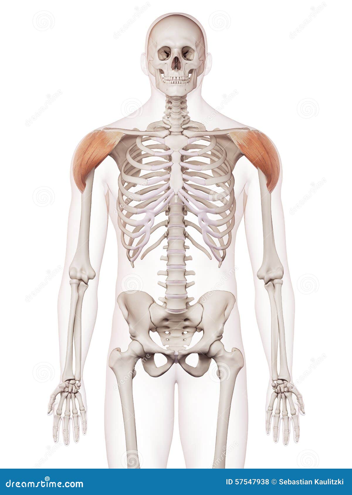 Deltamuskeln stock illustrationer. Illustration av anatomical - 57547938