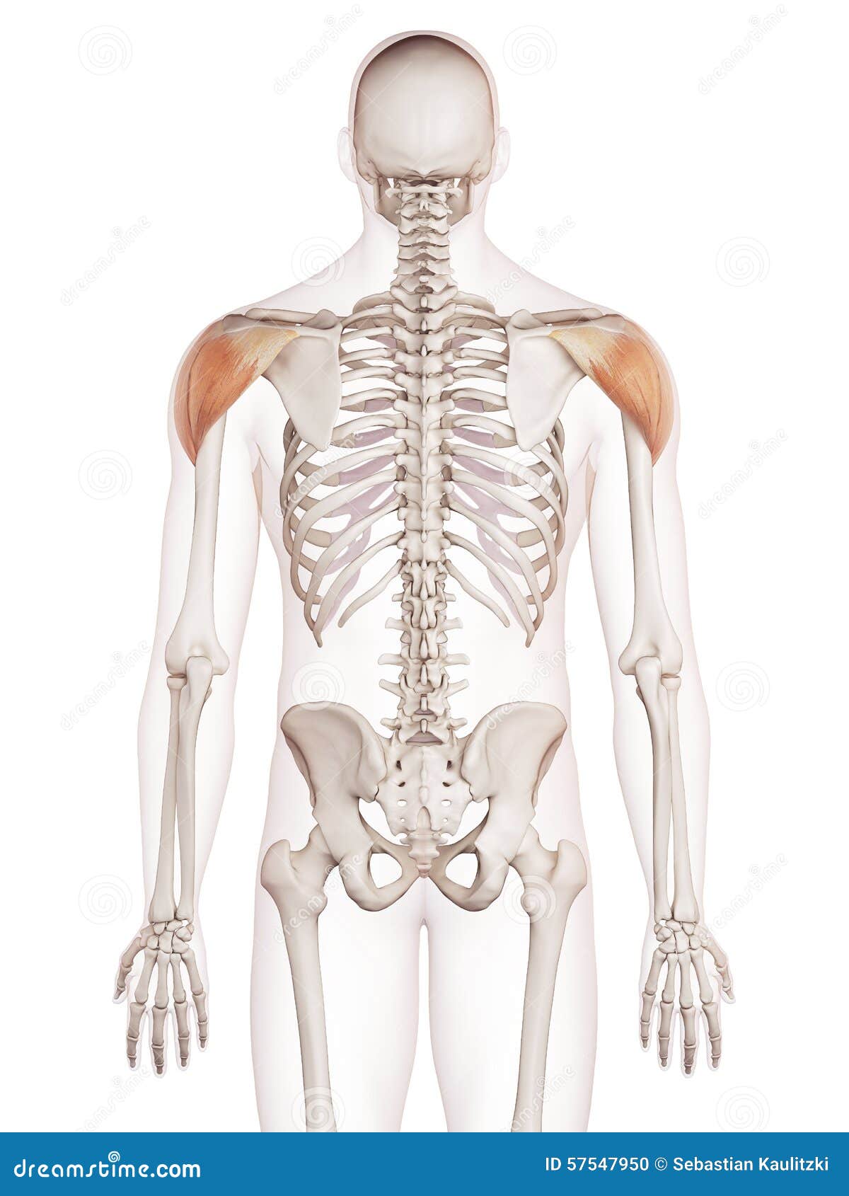 Deltamuskeln stock illustrationer. Illustration av anatomical - 57547950