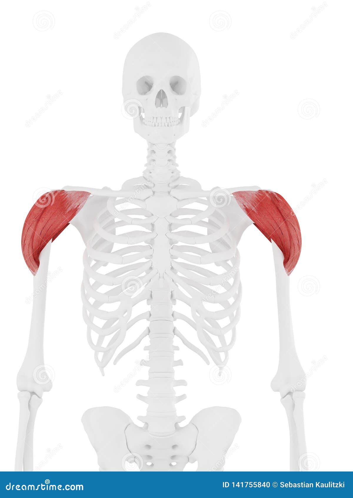 The Deltoid stock illustration. Illustration of medical - 141755840