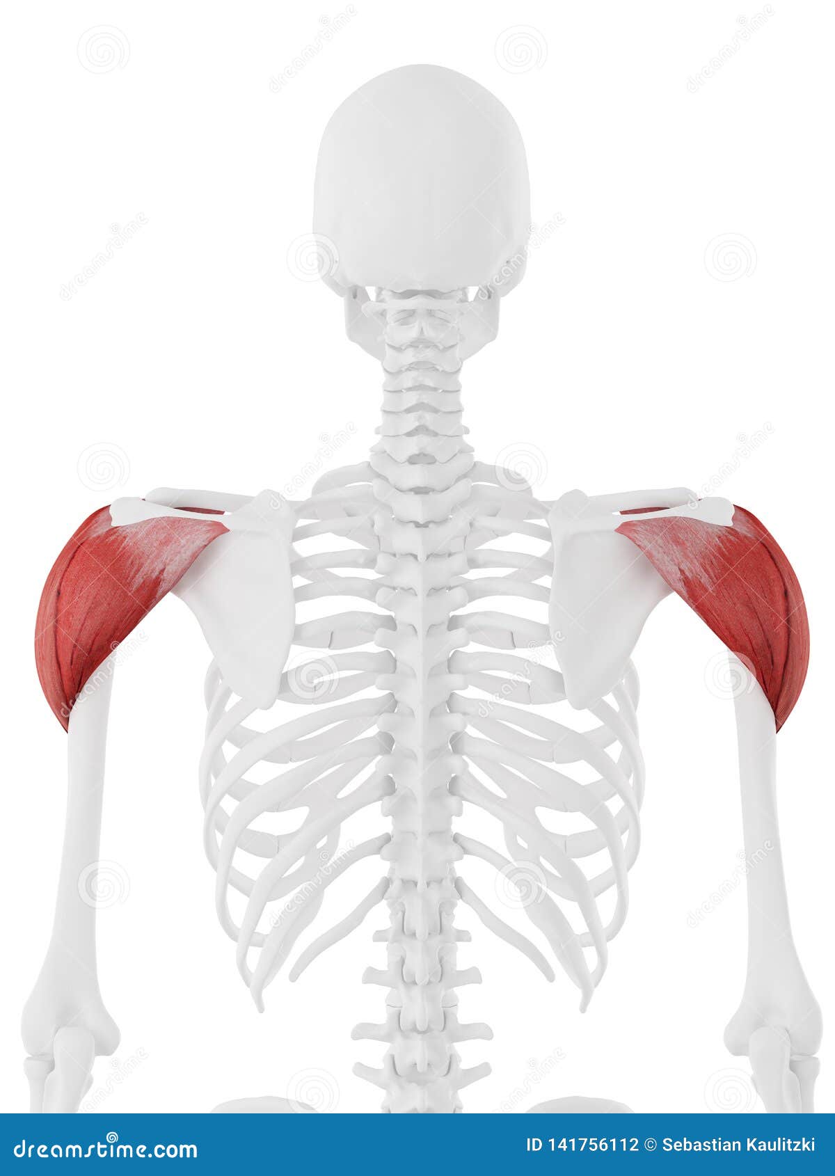 The Deltoid stock illustration. Illustration of posterior - 141756112