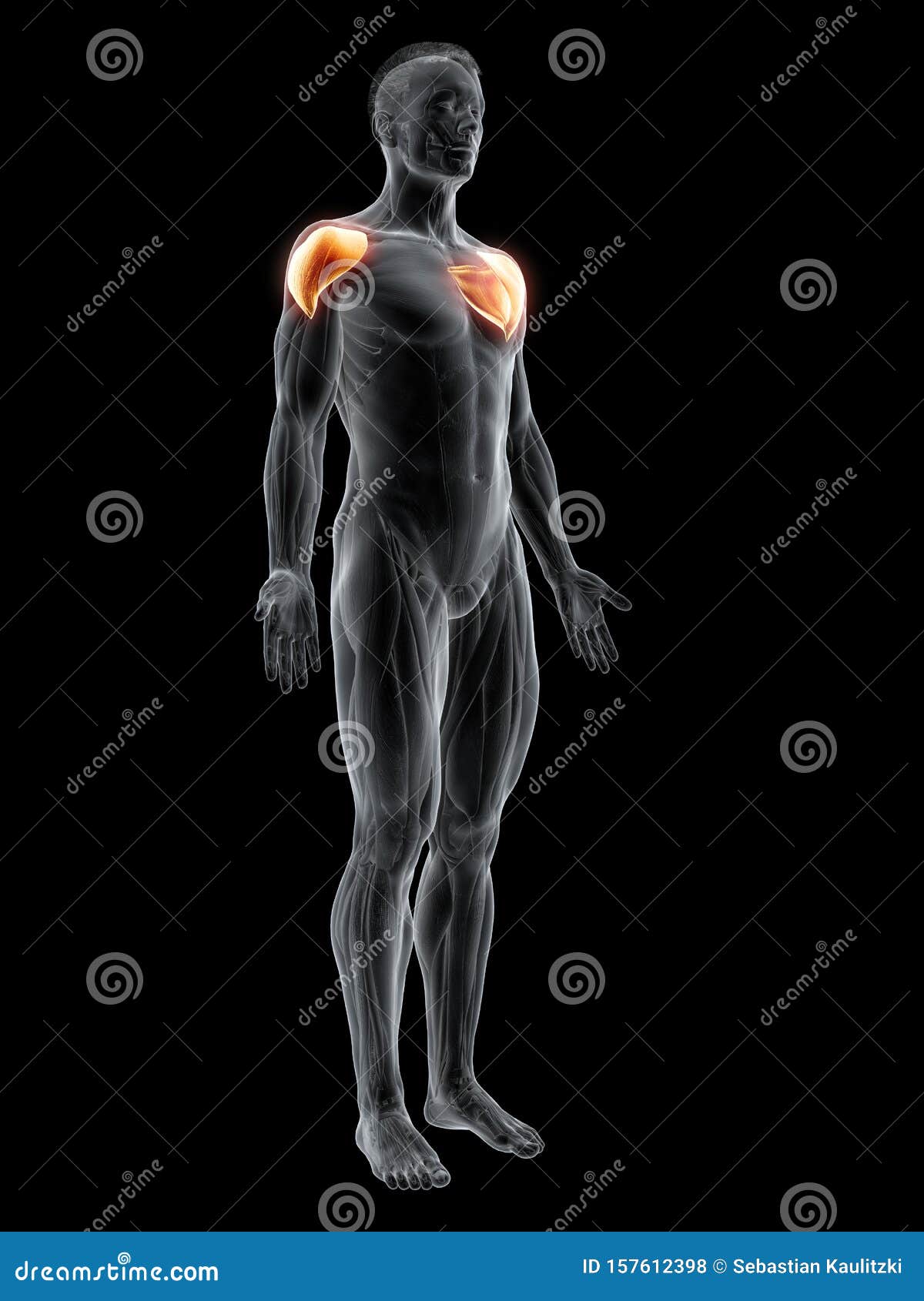 The deltoid stock illustration. Illustration of isolated - 157612398