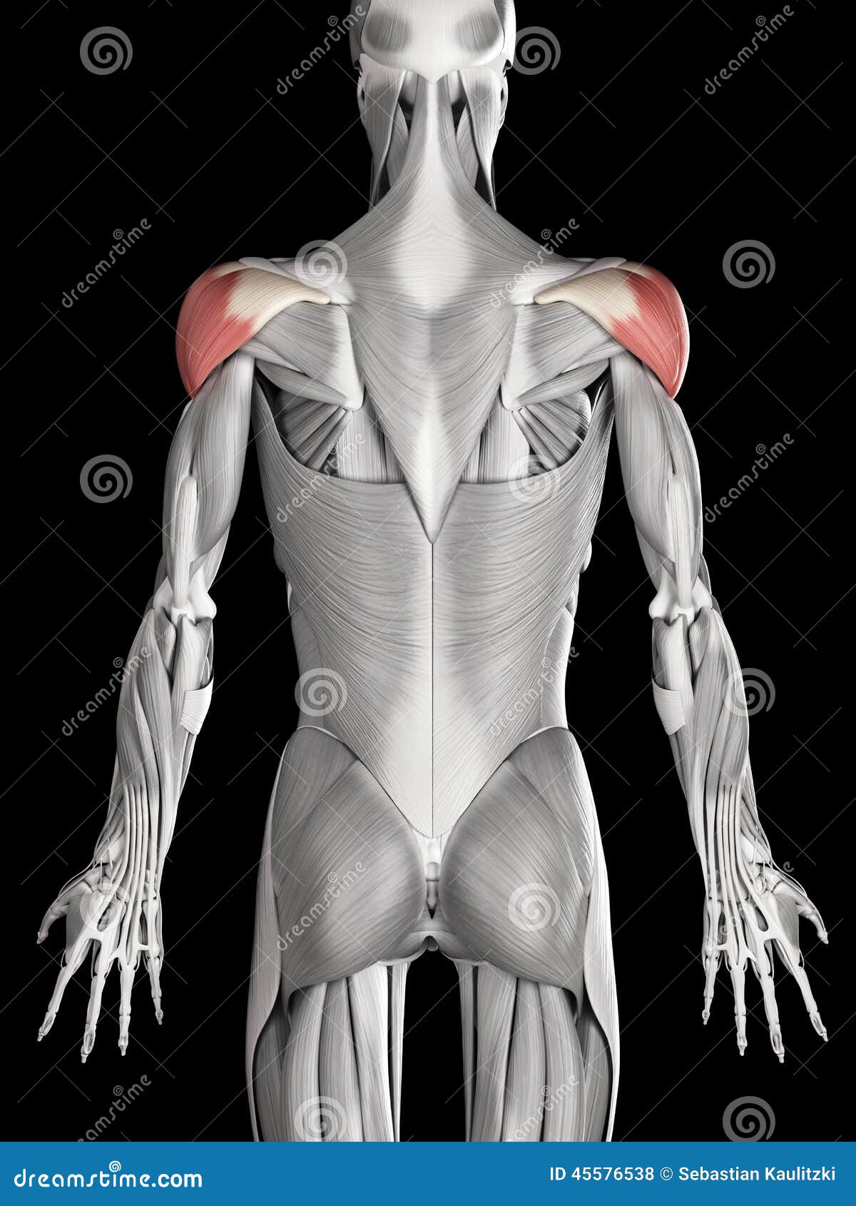 The deltoid stock illustration. Illustration of structure - 45576538