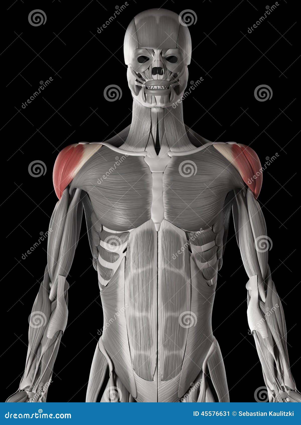 The deltoid stock illustration. Illustration of physiology - 45576631