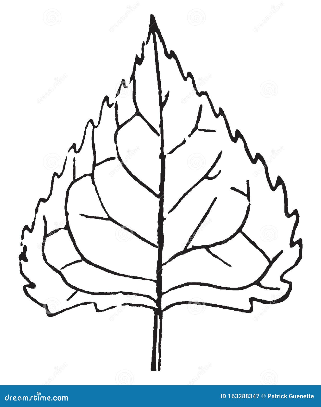 Deltoid Leaf Vintage Illustration Stock Vector - Illustration of ...