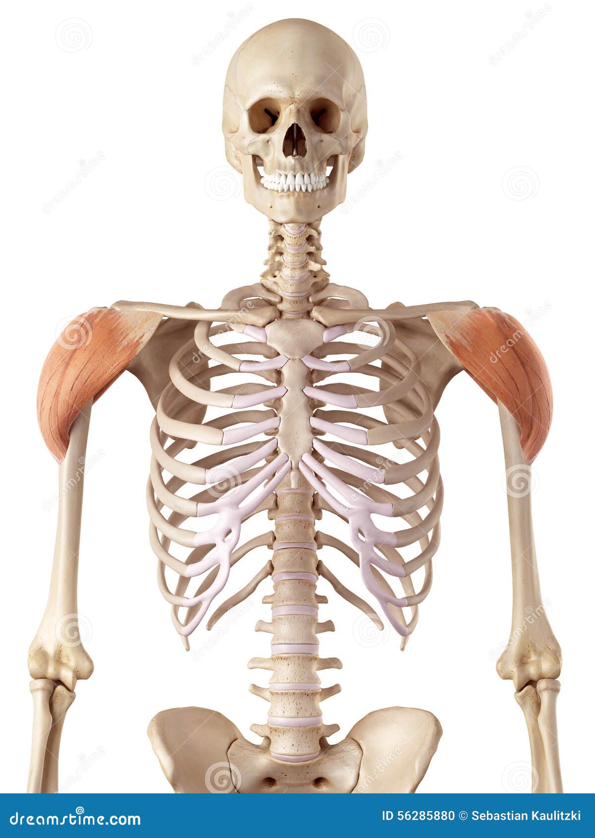 The deltoid stock illustration. Illustration of anatomy - 56285880