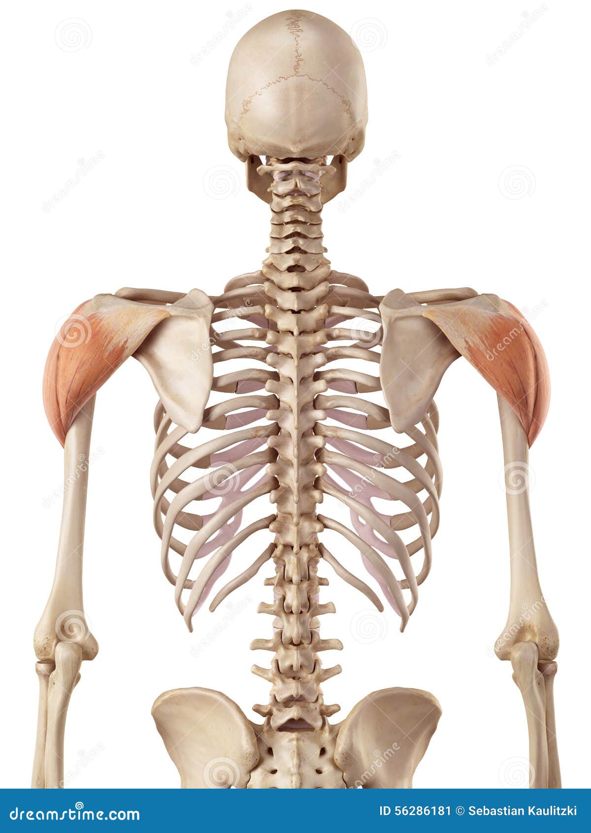 The Deltoid Stock Illustration | CartoonDealer.com #56286181