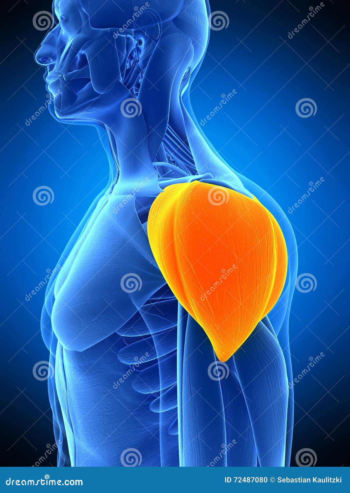 The deltoid stock illustration. Illustration of rendering - 72487080