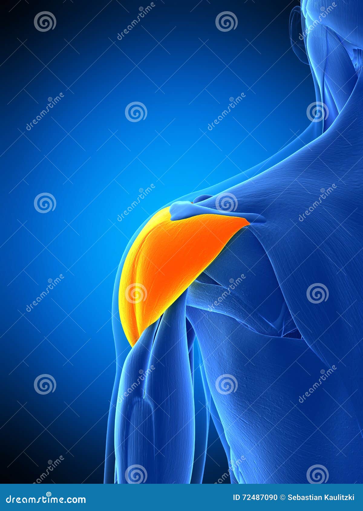 The Deltoid Stock Illustration | CartoonDealer.com #56286181