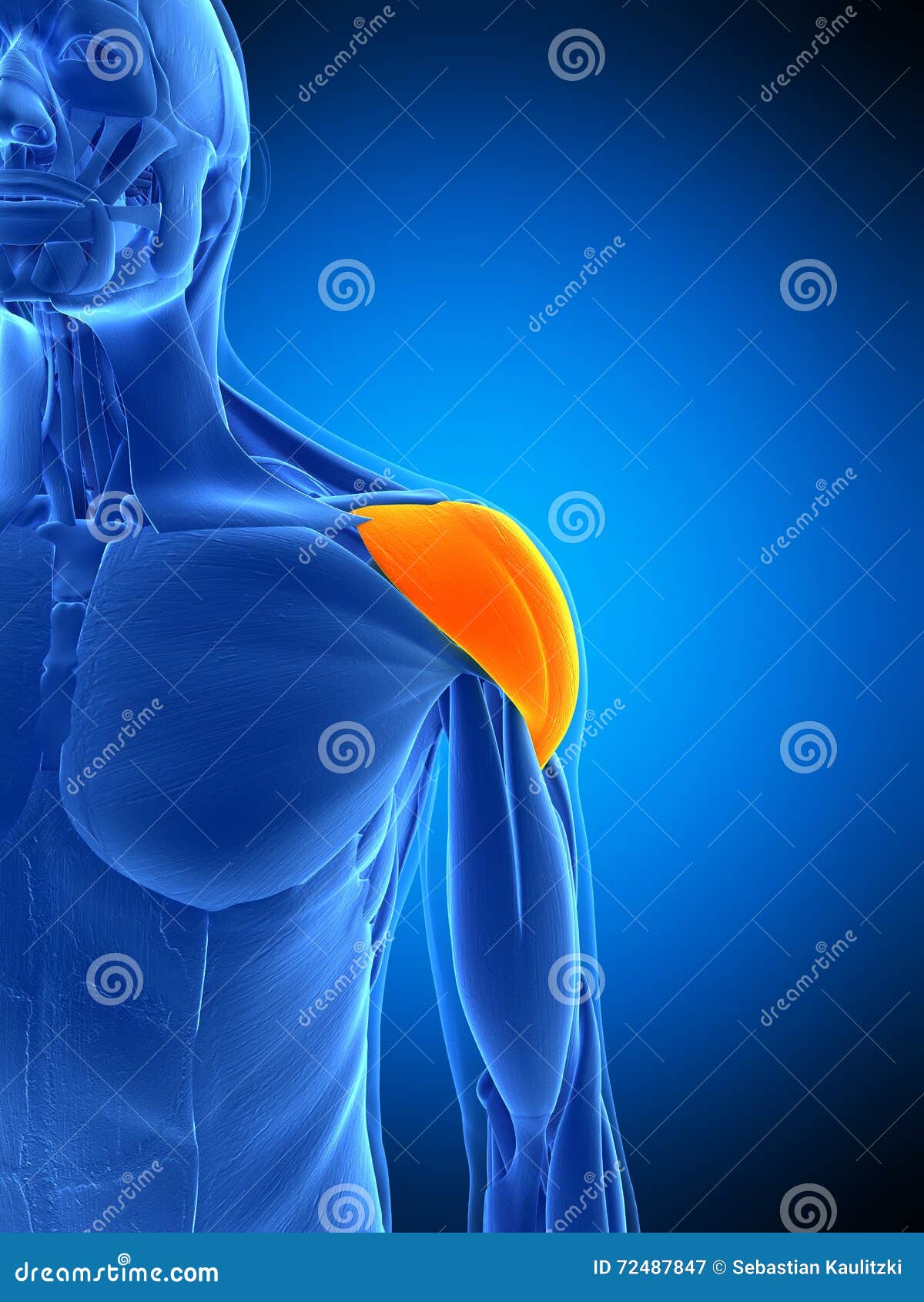 The deltoid stock illustration. Illustration of fitness - 72487847