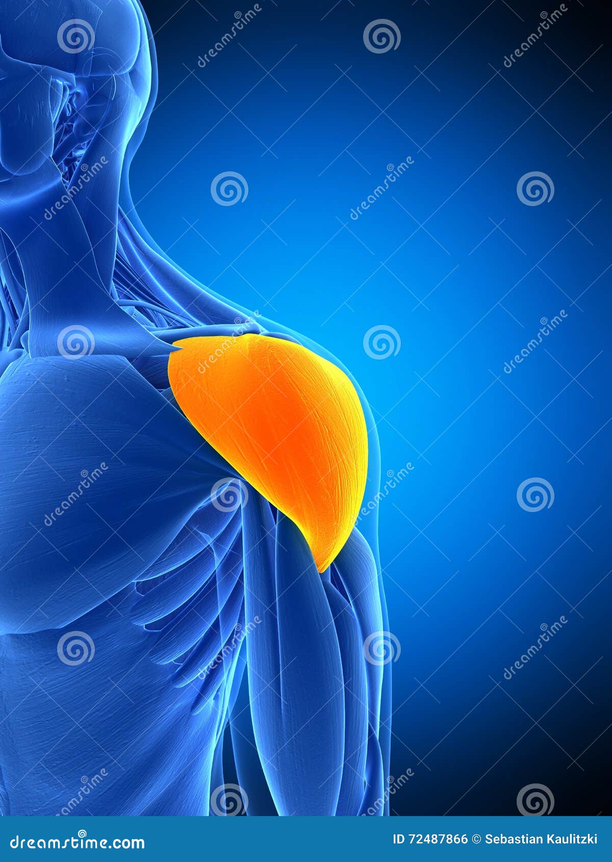 The Deltoid Stock Illustration | CartoonDealer.com #56286181