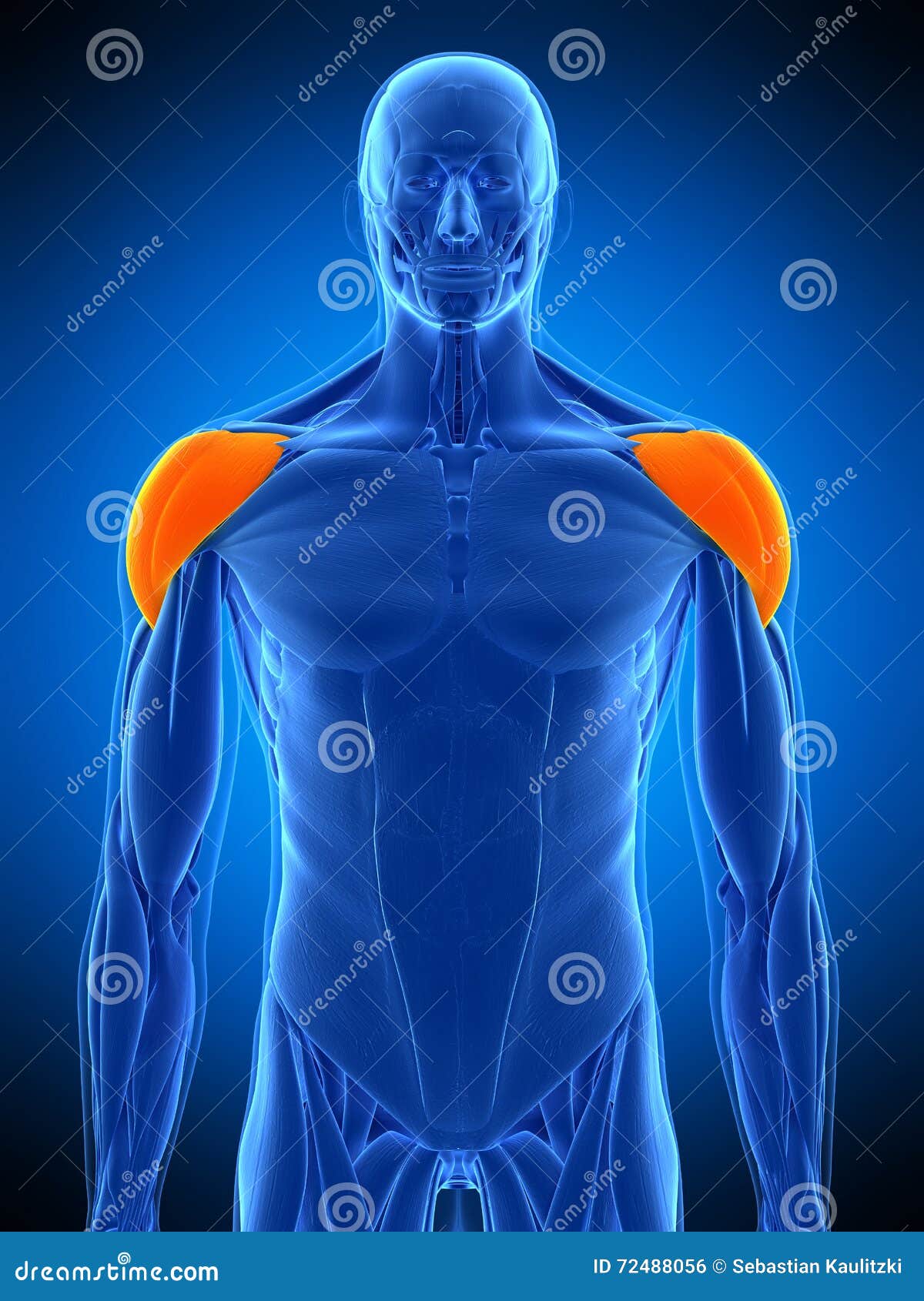 The Deltoid Stock Illustration | CartoonDealer.com #56286181