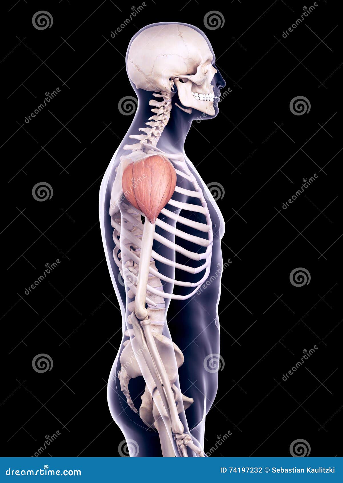The deltoid stock illustration. Illustration of musculature - 74197232