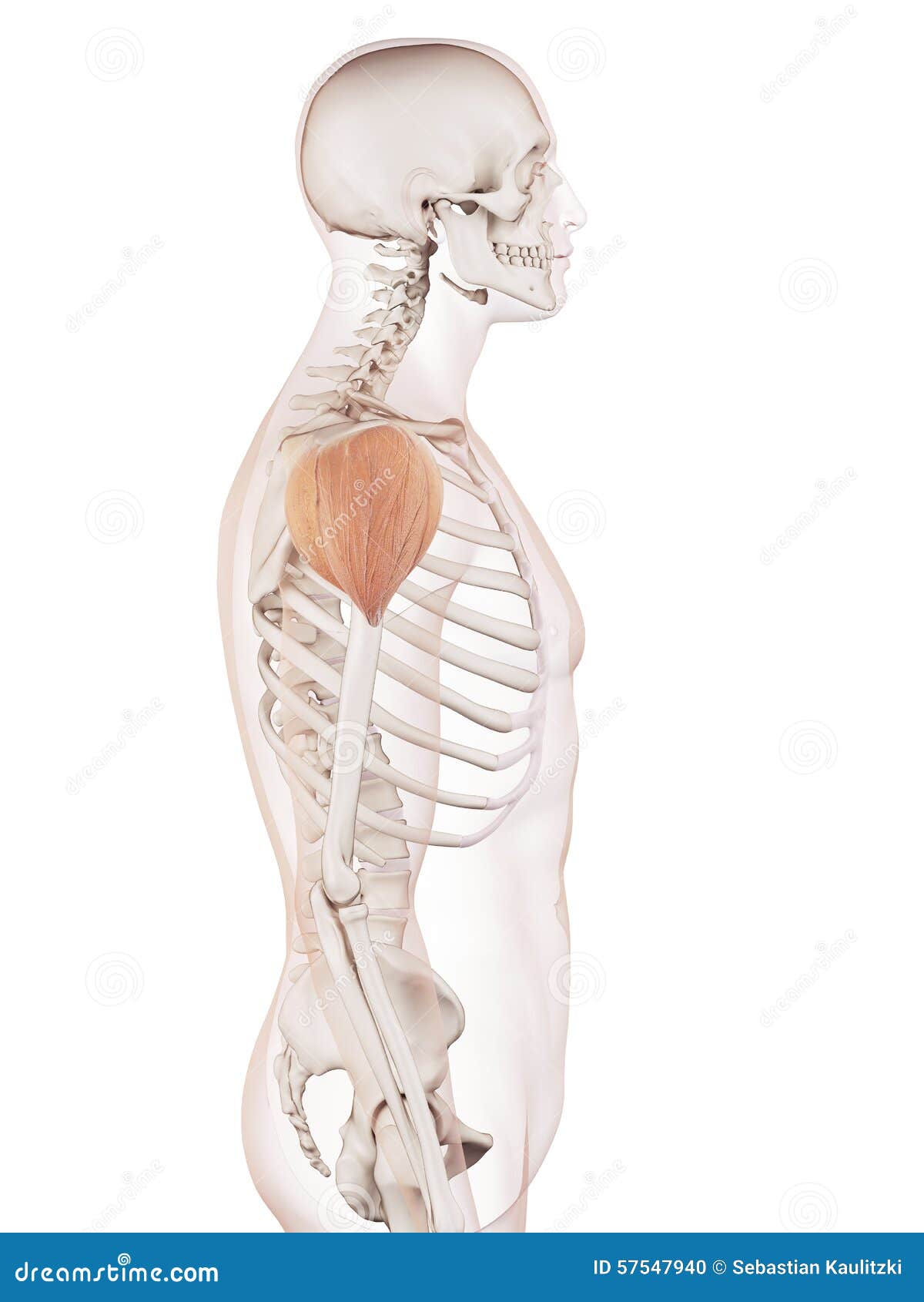 The Deltoid Stock Illustration | CartoonDealer.com #56286181