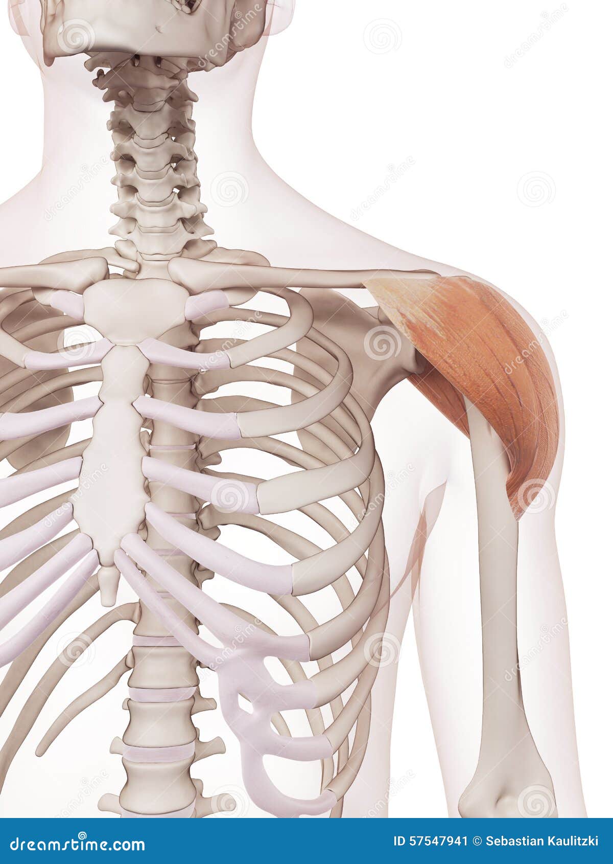 The deltoid stock illustration. Illustration of biology - 57547941