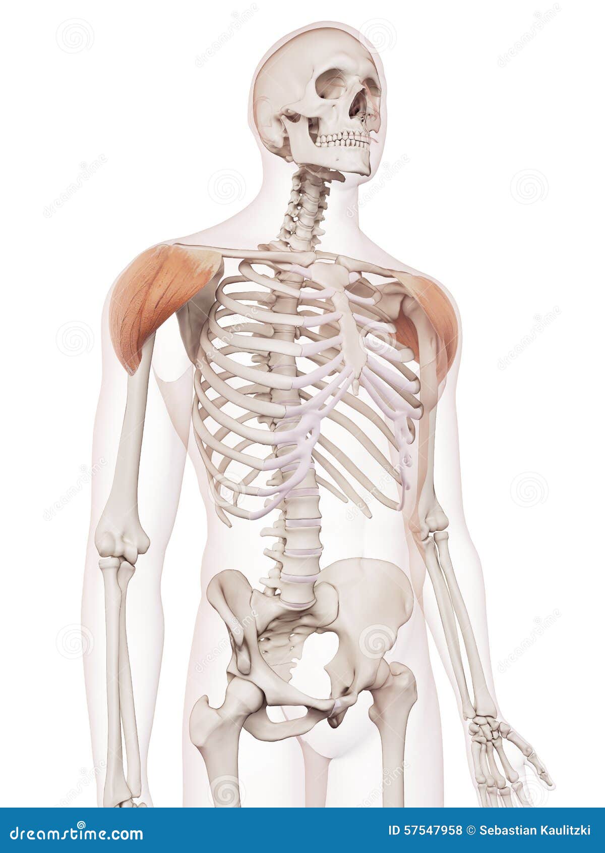 The Deltoid Stock Illustration | CartoonDealer.com #56286181