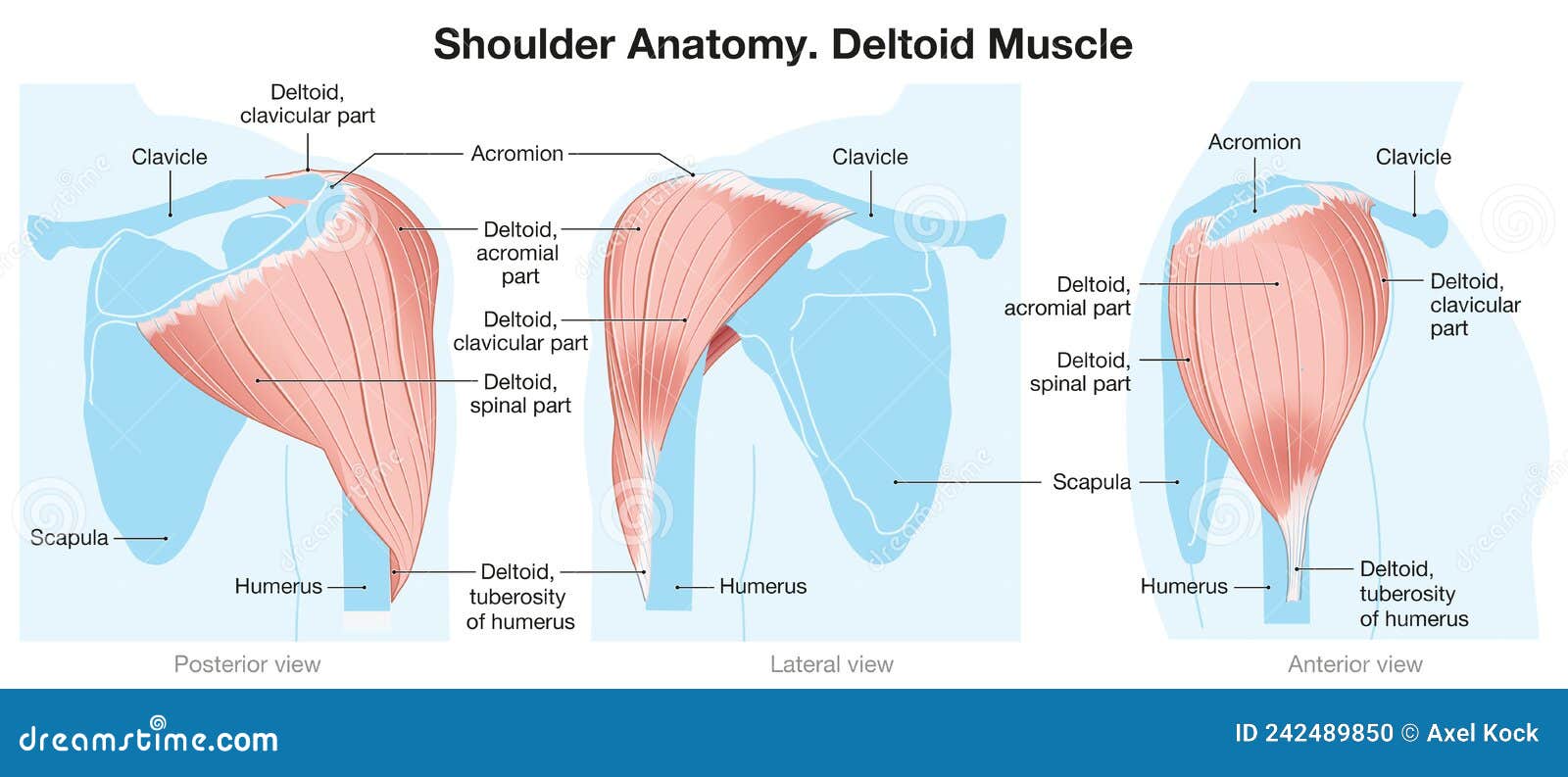 Deltoid Muscle. Shoulder Anatomy. Blue Version. Labeled Stock ...