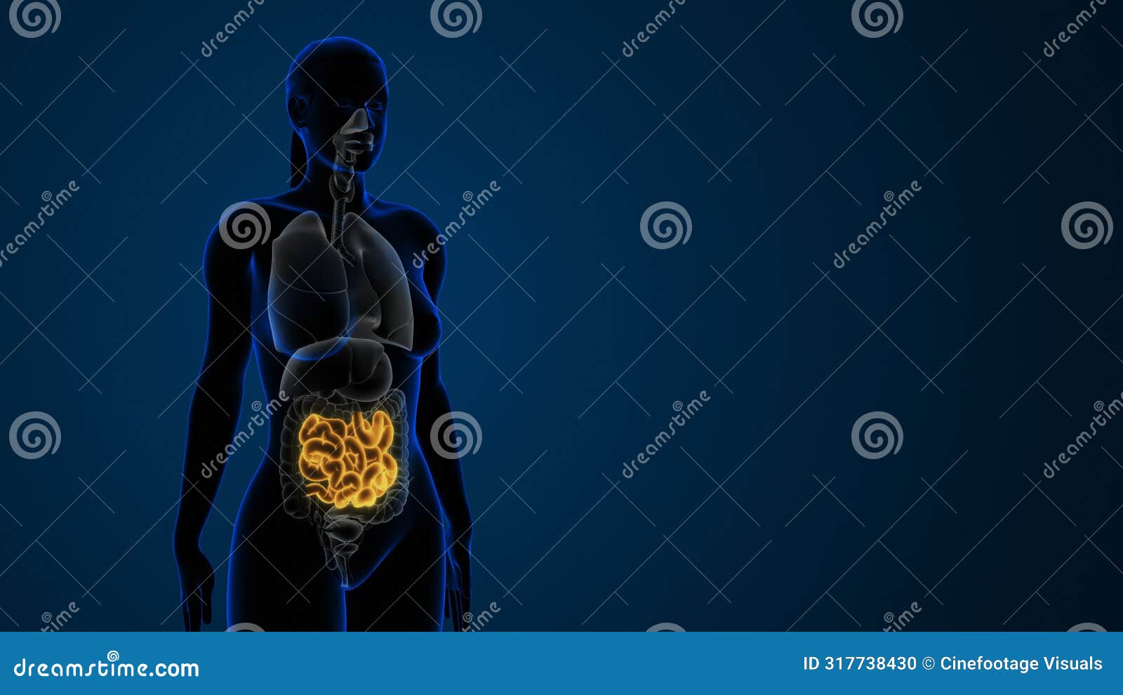 Female Highlighted Small Intestine Anatomy Royalty-Free Stock Image ...