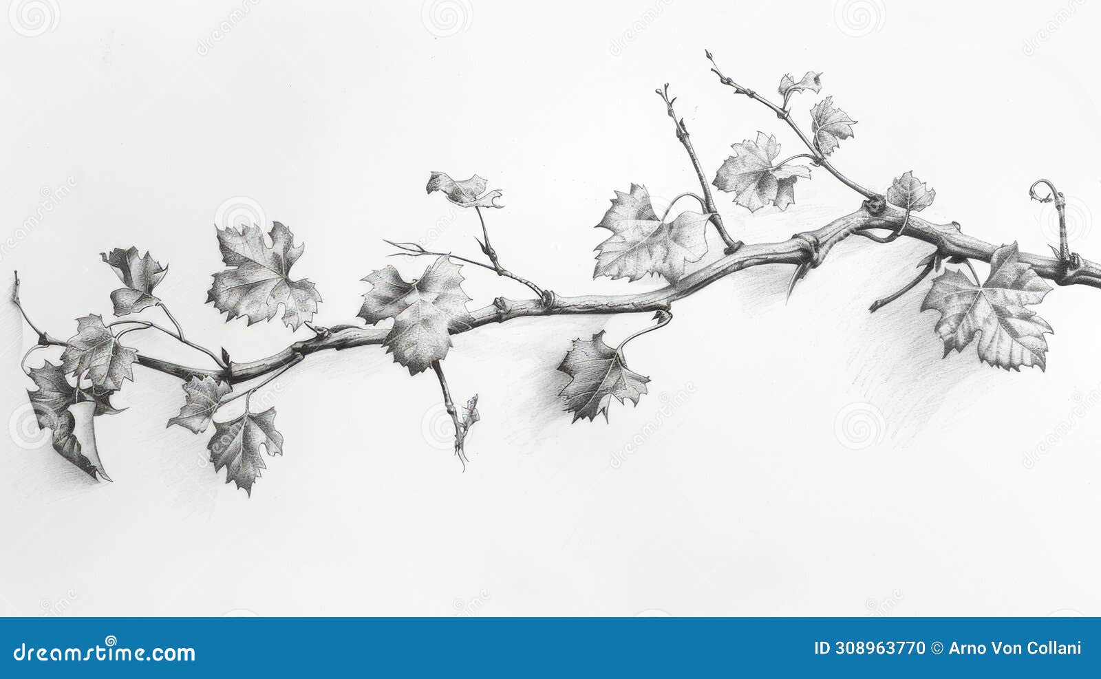 Vine Sketch: Intricate Pencil Drawing Revealing Nature S Organic Beauty ...