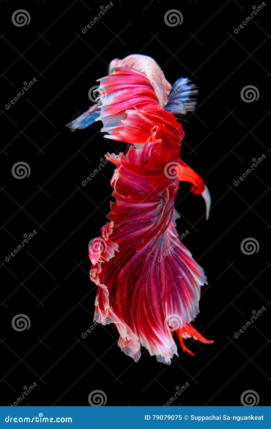 Demi-lune De Combat Siamoise De Poissons De Queue Rouge Et Blanche ...