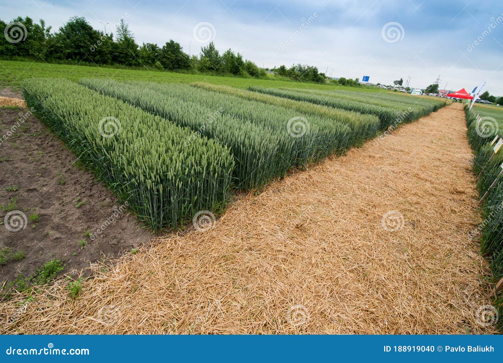 Demo Cereals with Pointers Flags, New Varieties in Winter Barley and ...
