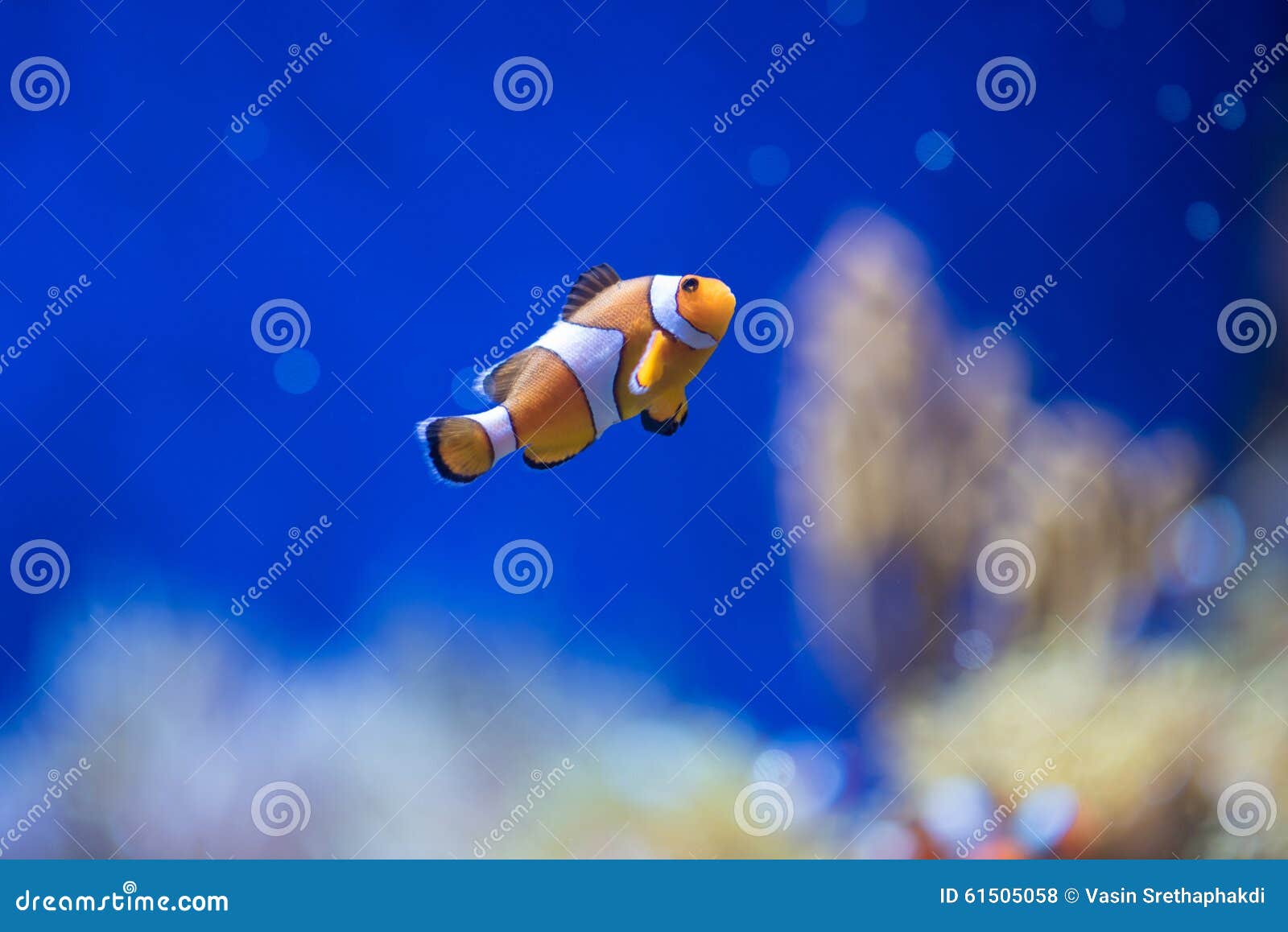 Demo fish in deep blue sea stock photo. Image of environment - 61505058