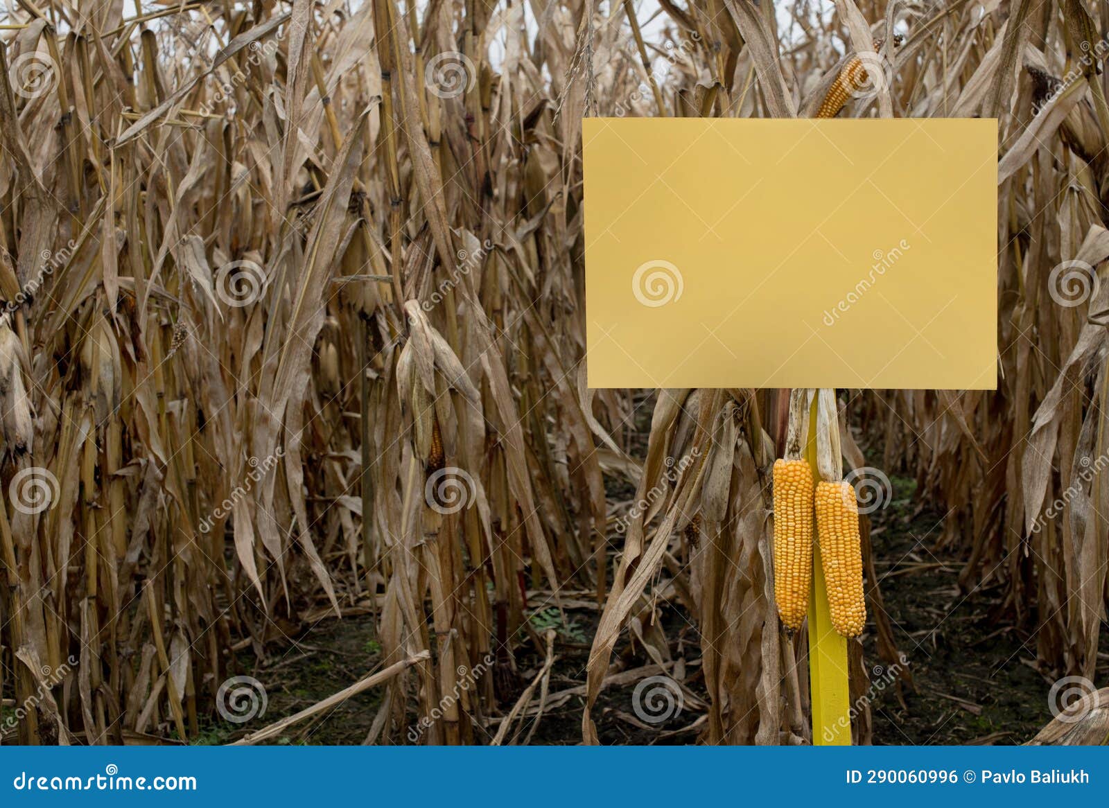 Demo Plots of Corn during Harvest Stock Photo - Image of season, food ...
