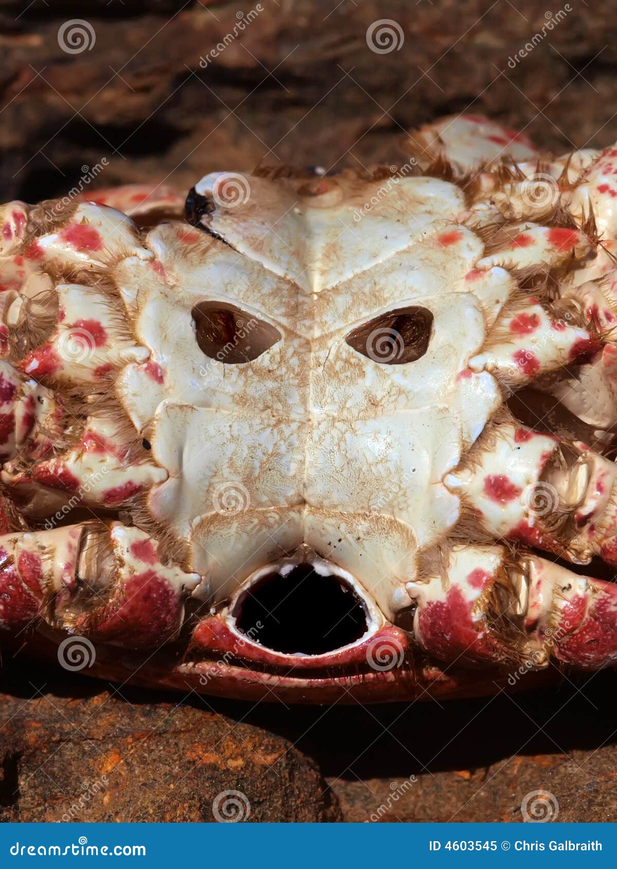 Demon Crab Picture. Image: 4603545