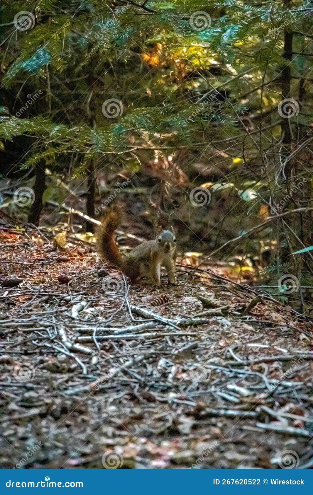 Demon Squirrel in the Baxter State Park Stock Photo - Image of fluffy ...