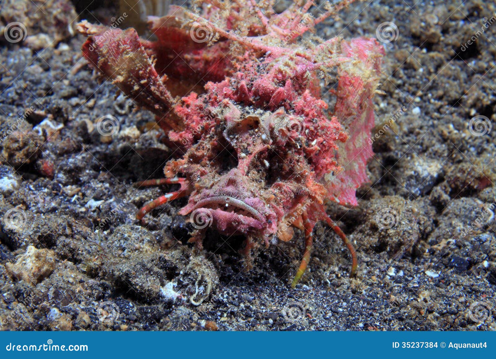 Demon stinger stock photo. Image of poison, animal, nature - 35237384