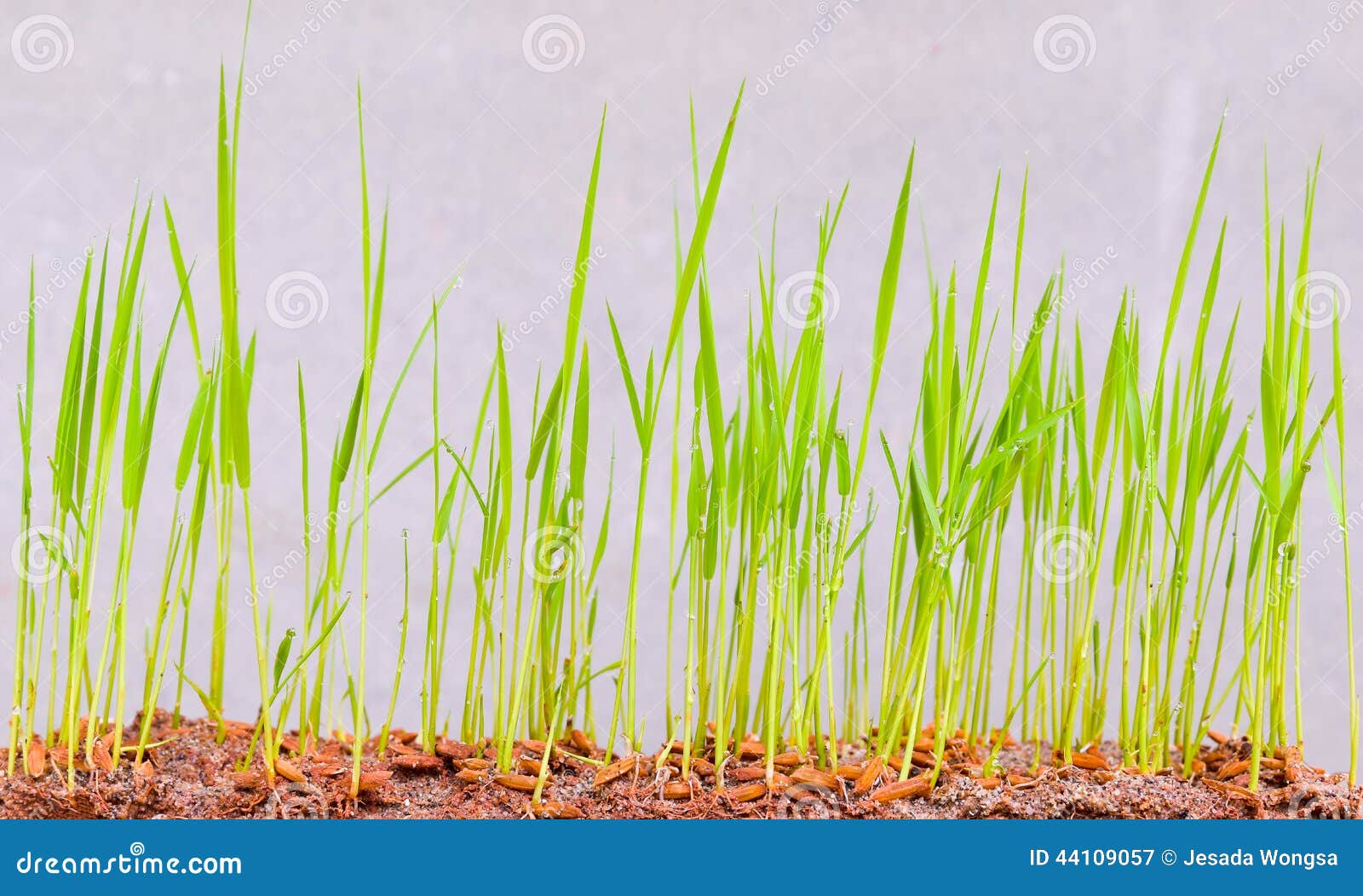 Demonstrated Rice Seedlings Sprout on Soil Stock Image - Image of plant ...