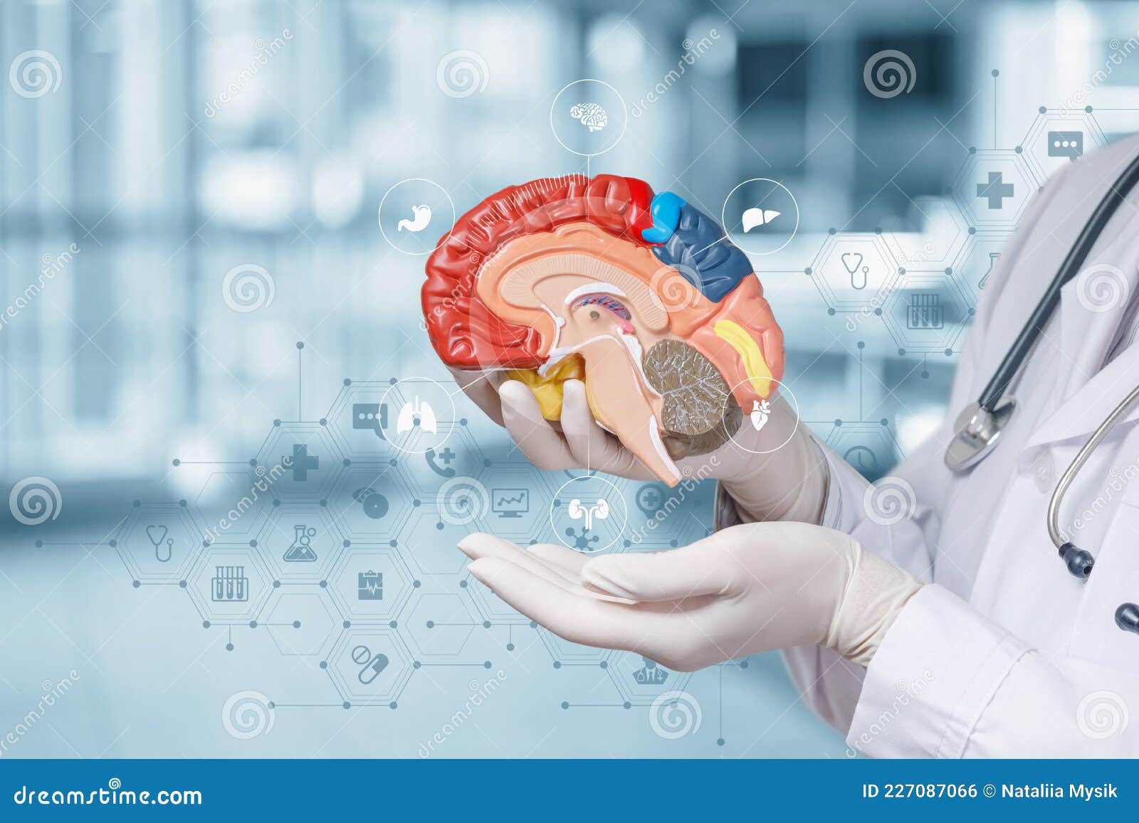 Demonstrating Brain Function on a Model Stock Photo - Image of healthy ...