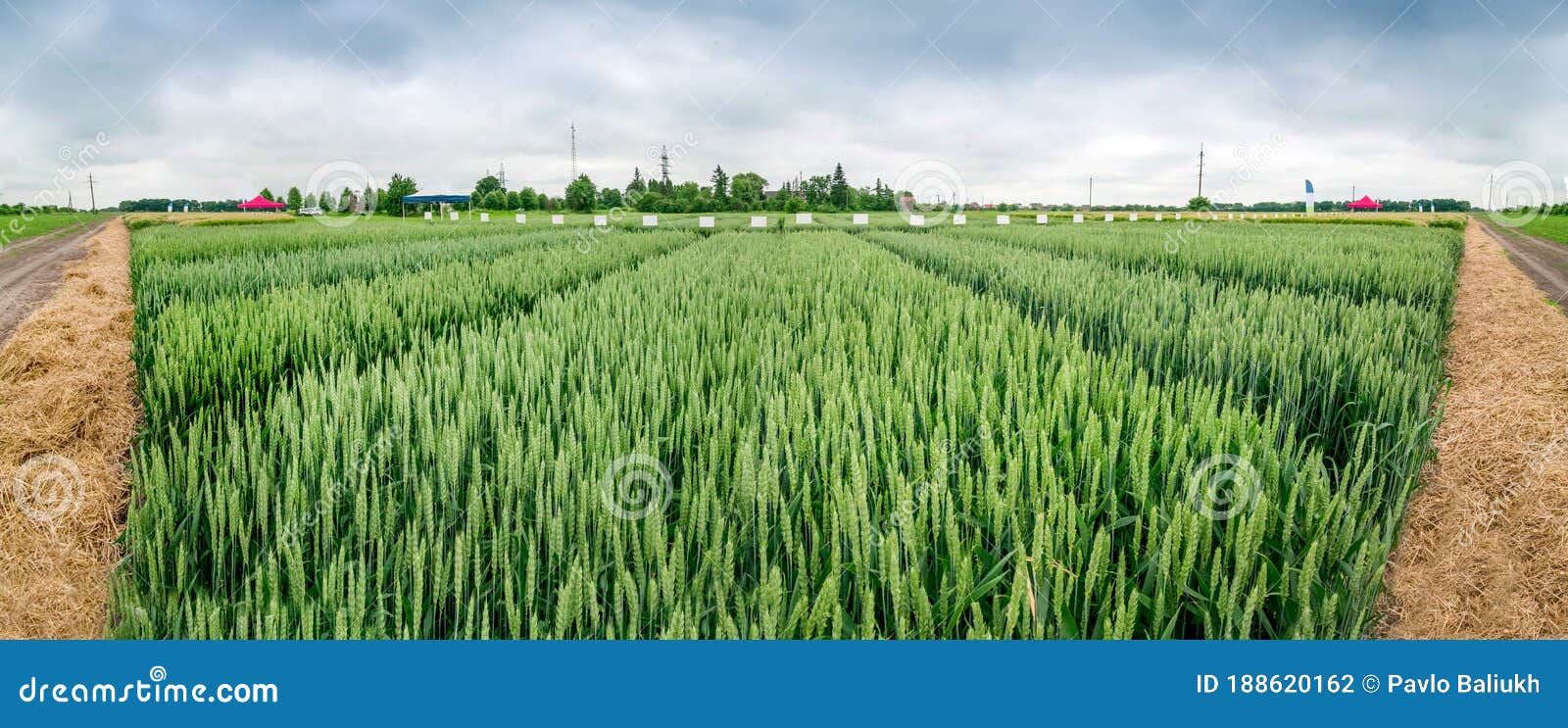 Demonstration Plot of Grain Crops, New Varieties Stock Photo - Image of ...