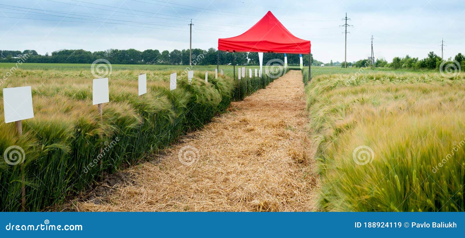 Demonstration of Plot Grain Crops, New Varieties in Agriculture, Top ...