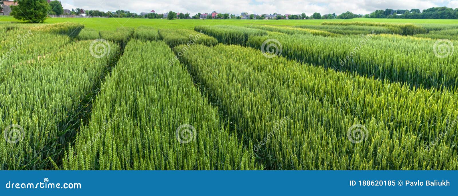 Demonstration Sectors Of Plot Grain Crops, New Varieties In Agriculture ...