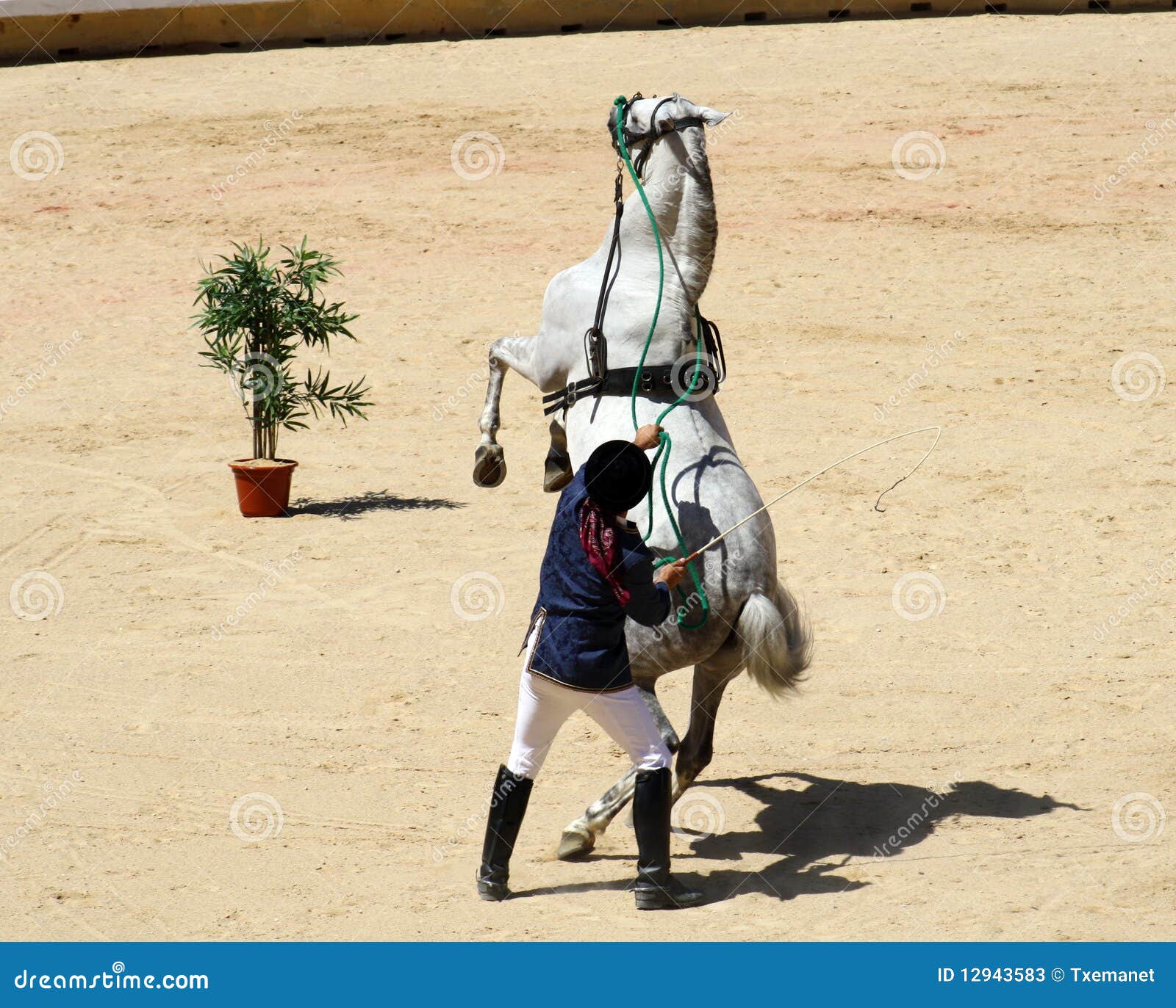 Demonstration of Taming Horse in the Bullring of P Editorial Stock ...