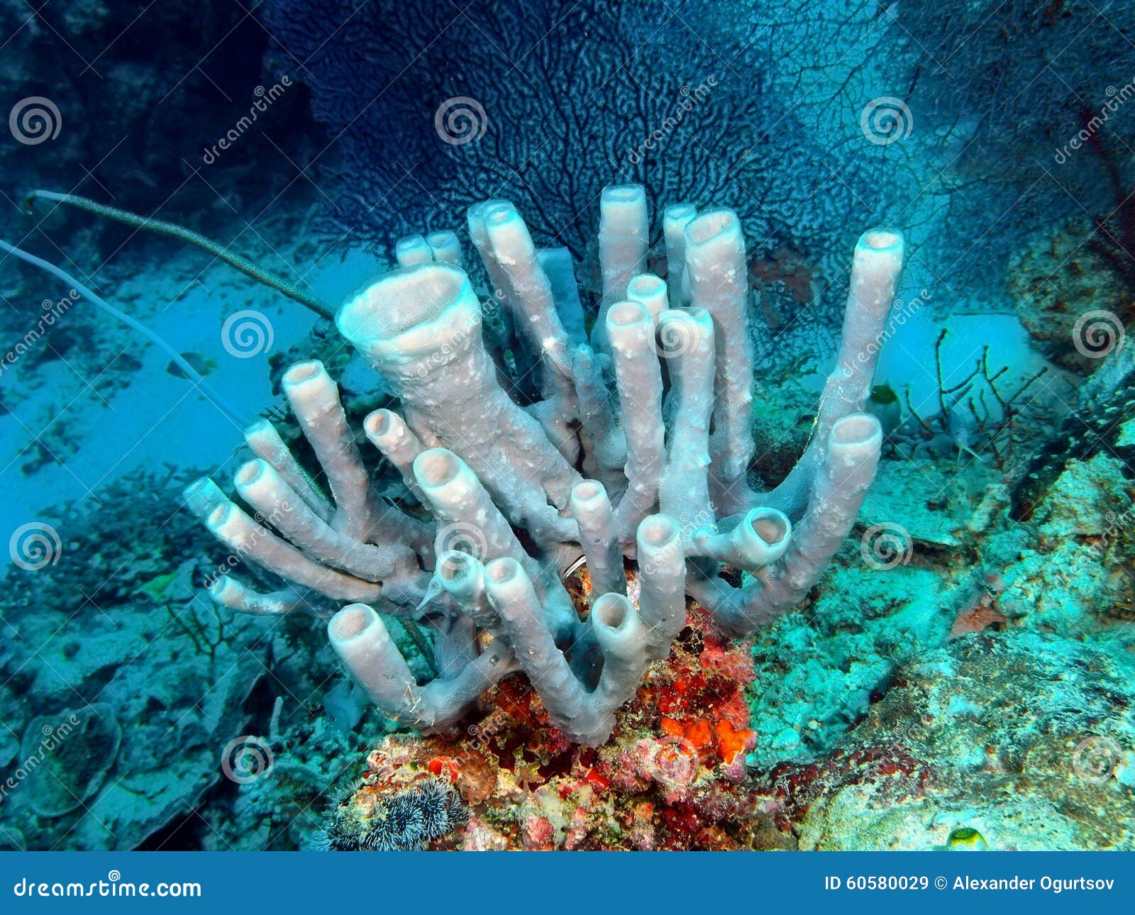 Demosponge image stock. Image du corail, océan, piqué - 60580029