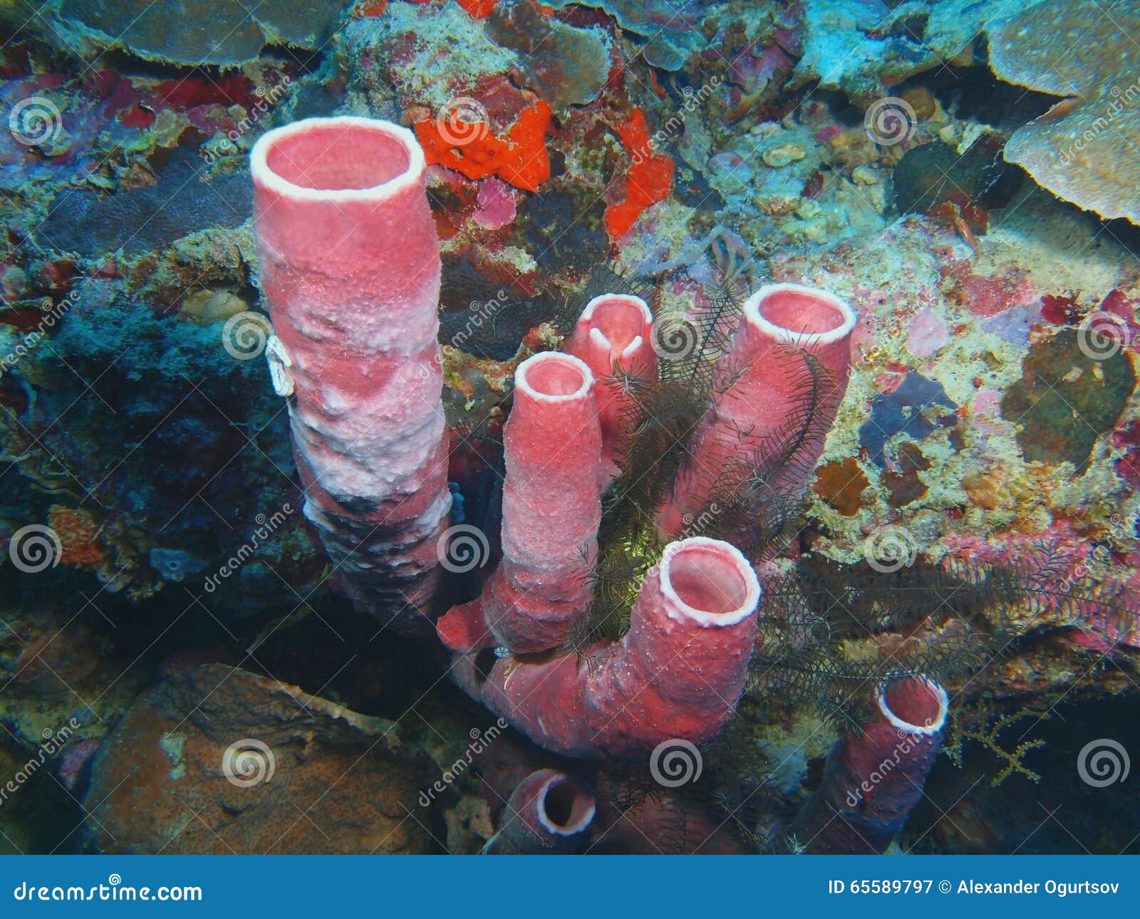 Demosponge obraz stock. Obraz złożonej z natura, koral - 65589797