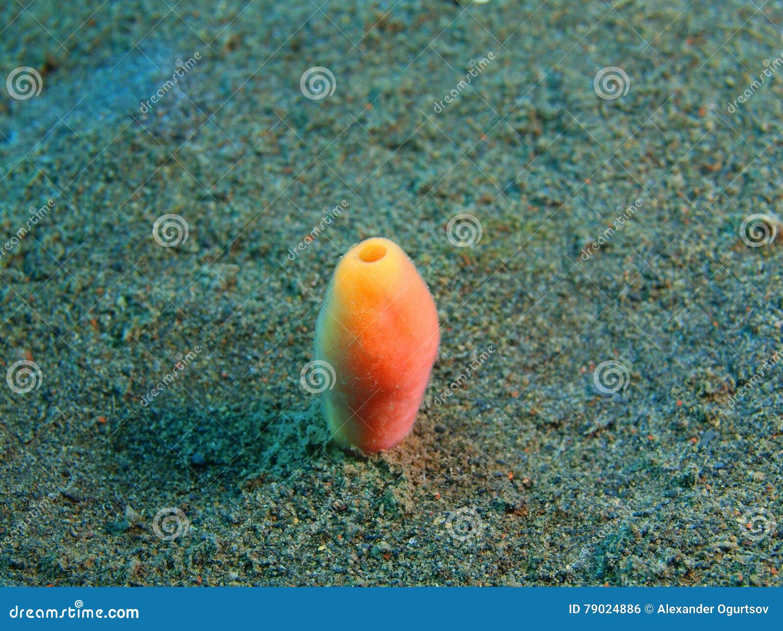 Demosponge foto de archivo. Imagen de mundo, océano, zambullida - 79024886