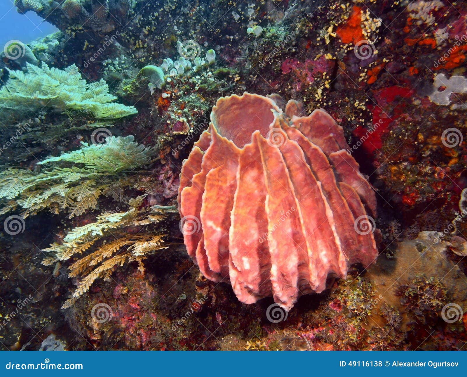 Demosponge stock photo. Image of demosponge, ocean, coral - 49116138
