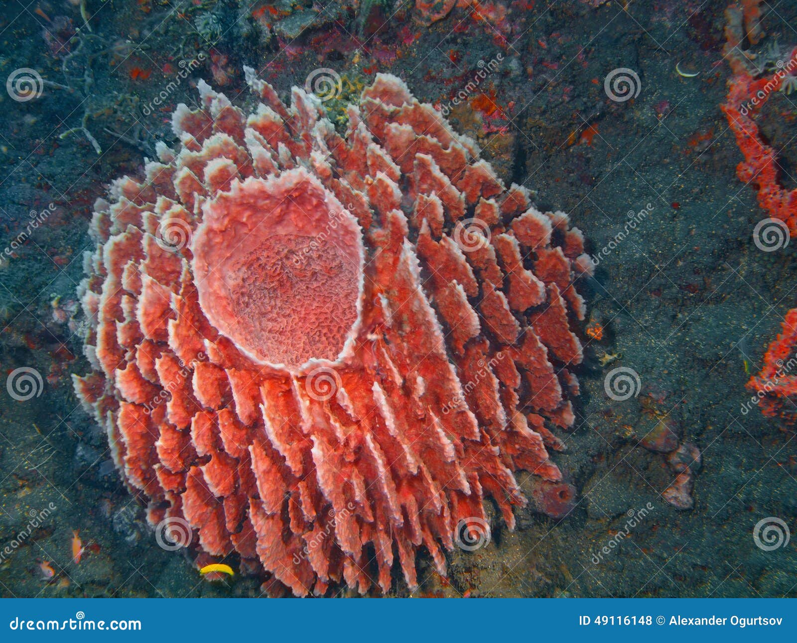 Demosponge stock photo. Image of animal, invertebrate - 49116148