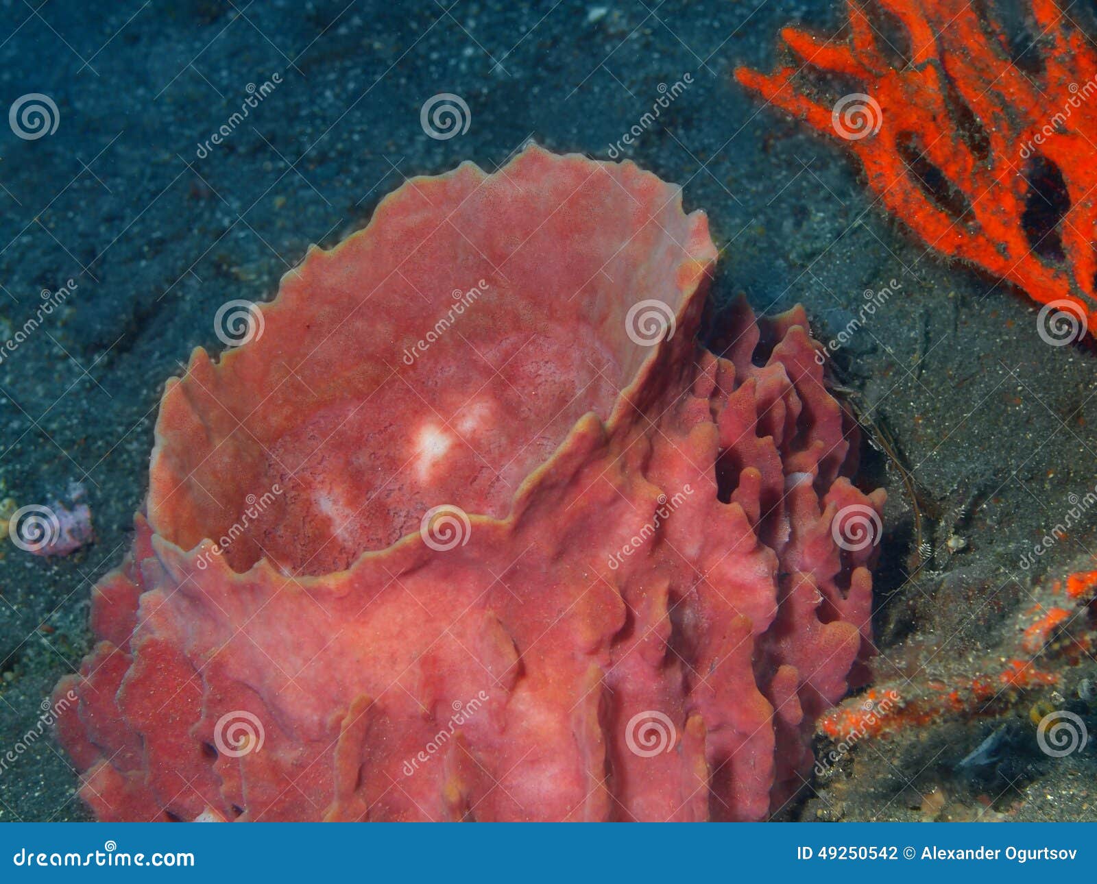 Demosponge stock photo. Image of dive, demosponge, water - 49250542