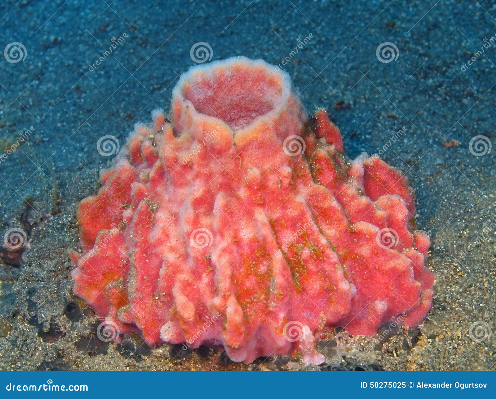 Demosponge stock image. Image of tropic, nature, dive - 50275025