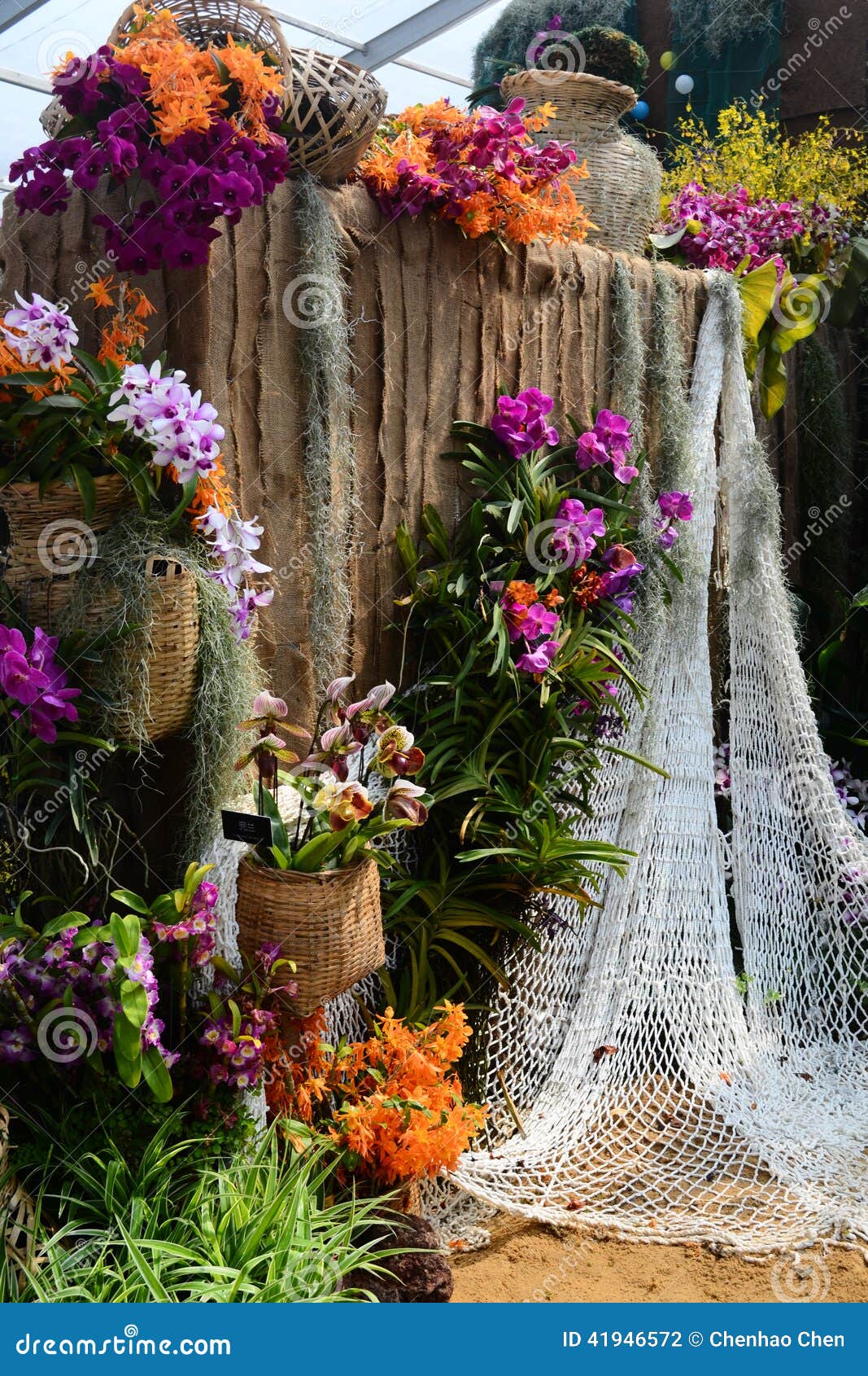 Demostraci?n De La Orqu?dea Foto de archivo - Imagen de shangai, flor ...